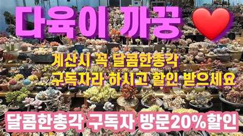다육이 까꿍 다육이가 반갑게 맞아주는곳 전시장 느낌의 다육이 매장 Youtube