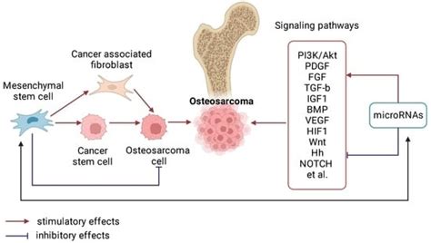 Ijms Free Full Text Signal Pathways And Micrornas In Osteosarcoma Growth And The Dual Role