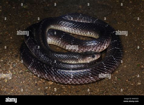 Common Krait Sri Lankan Krait Black Kraitbungarus Ceylonicus Stock