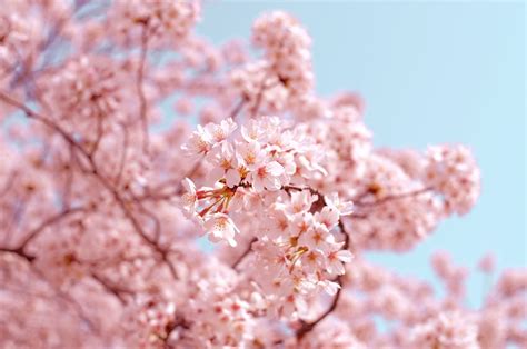 【關西賞櫻去】今年，是日本近十年來最好拍的櫻花季 小百合民宿 小百合民宿