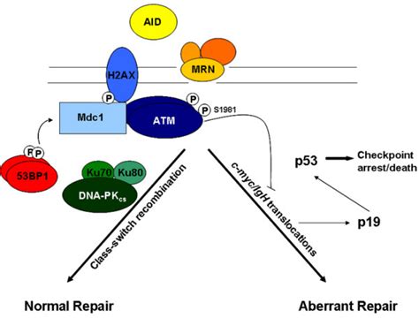 During Class Switch Recombination Aid Induced Breaks Are Repaired By Download Scientific