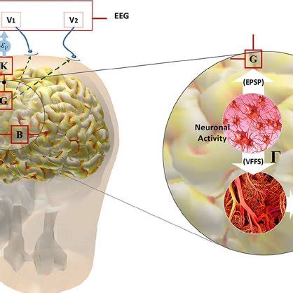 Neural Origin Of EEG And The BOLD Signals Neural Activity In A Download Scientific Diagram
