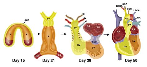 💟 Жирэмсэн болоод 2 долоо хоноход Армониа эмнэлэг 5d эхо
