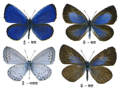 푸른부전나비 네이버 블로그