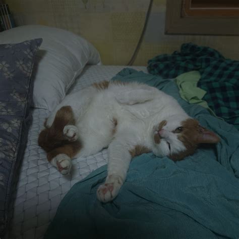 고양이 남친짤 국내축구 에펨코리아