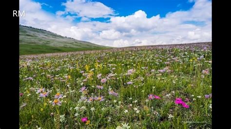 Монгол ардын дуу Гандан уулын цэцэг Баярэрдэнэ Mongol Ardiin Duu