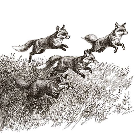 Four Foxes Leaping Over Tall Grass Stock Illustration Illustration Of