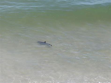 Tres Tiburones Nadaban En La Orilla A Escasos Metros De Familias Que Se