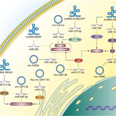Lncrnamirna And Circrnamirna Pathways In Regulating Bladder Cancer