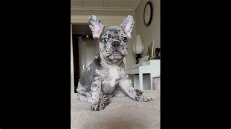 Французик Youtube