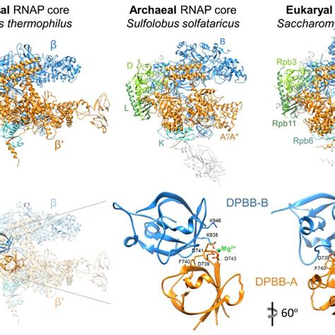 Schematic Representation Of Bacterial And Jumbo Phage Rnap Core Download Scientific Diagram