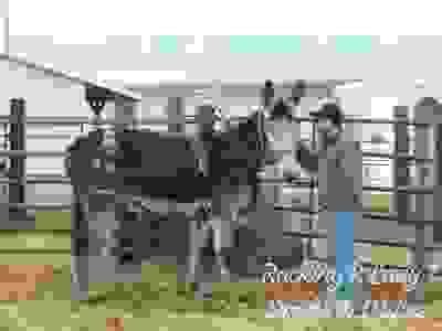 Sale Barn Rocking R Lazy T Drafts