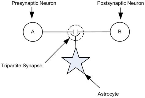 Network Consists Of Presynaptic Neuron A Postsynaptic Neuron B And An Download Scientific
