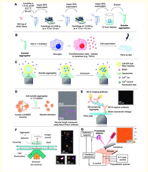 Schematics Of Assays Used To Characterize Soluble Aggregates A