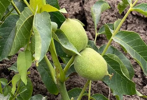 19 Types Of Walnut Trees Pictures And Leaves Identification