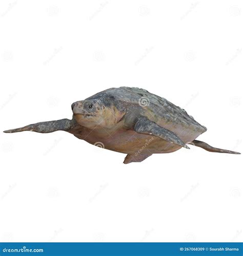 Sea Turtle Side View Stock Image Illustration Of Seafood 267068309