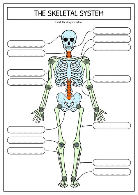 Printable Bone Worksheets Human Body Worksheets Human Body