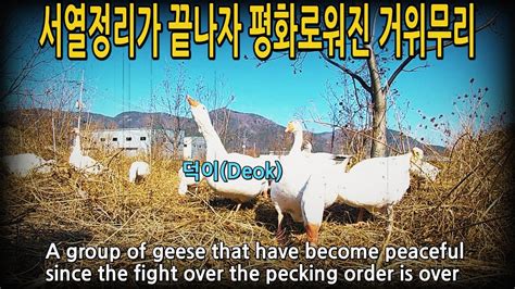 424 수탉 놀부는 왜 이런 행동을 하는걸까 거위 닭 Youtube