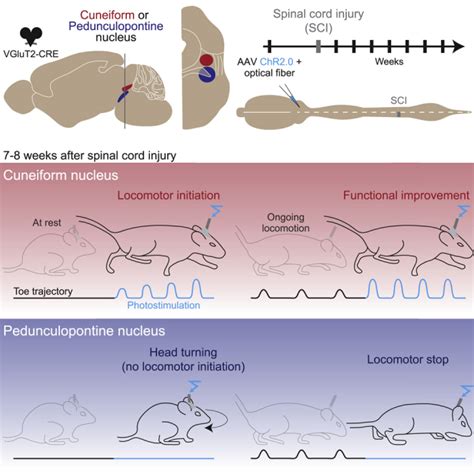 Functional Contribution Of Mesencephalic Locomotor Region Nuclei To Locomotor Recovery After
