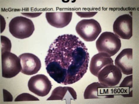 Chapter 9 Anatomy Flashcards Quizlet