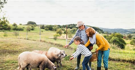 양떼에게 먹이를 주는 손녀와 함께 있는 노부부 농장에 있는 남자 여자 작은 소녀 사진 Unsplash의 양 이미지