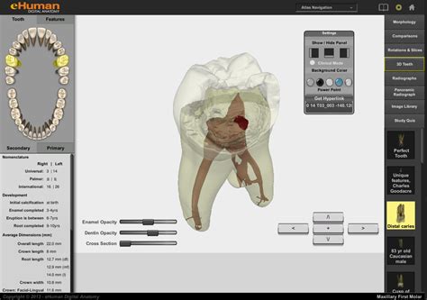 Dental Anatomy D Interactive Tooth Atlas