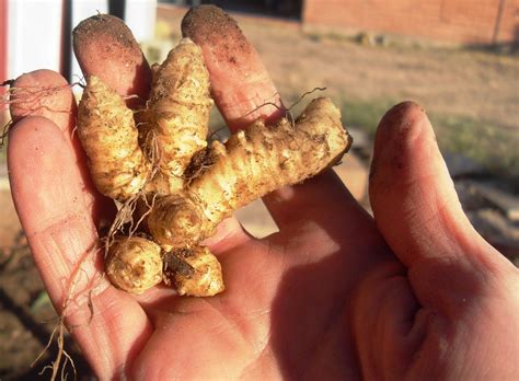 The Scientific Gardener The Jerusalem Artichoke Helianthus Tuberosus
