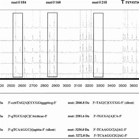 Mutation Detection In The Glycerol Kinase Gene Glpk By Base Specific