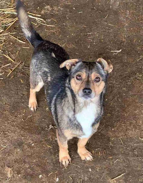 Dachshund Australian Cattle Dog Mix