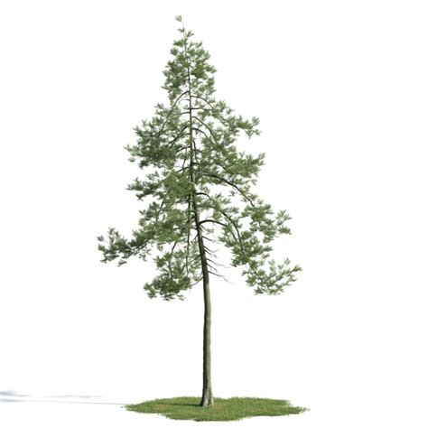 3d Scanned Trees Archmodels Vol 163 Evermotion