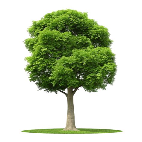 Tree Animation Pngs For Free Download