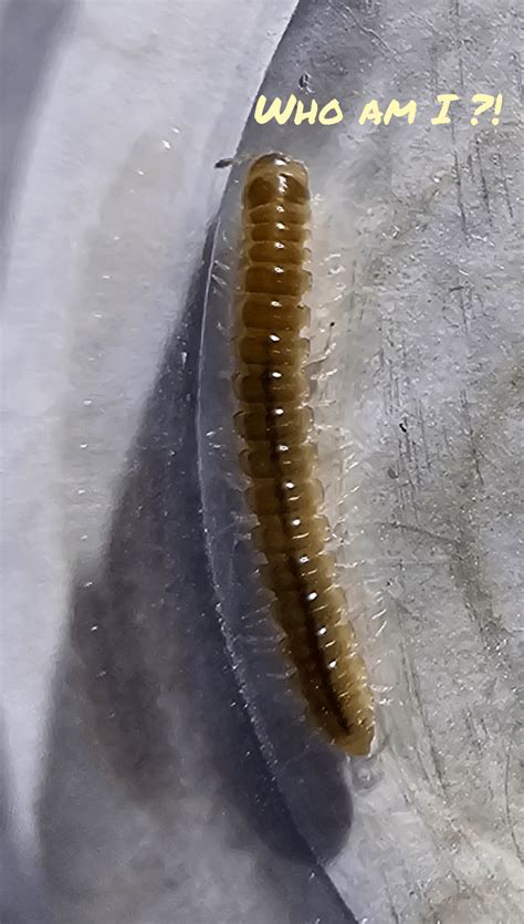 Millipede Id Rbioactive