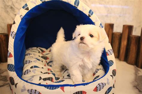 말티즈 499000원 허스키 부산포메라니안분양 비숑분양 대구강아지무료분양 말티푸성견 대구말티즈분양 믹스견 포매라니안 강아지무료분양 고양이무료분양 도그마루 라이트