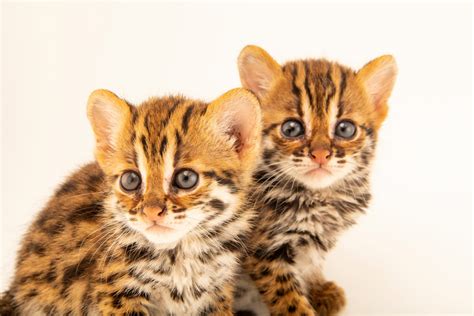 Pet Leopard Cat
