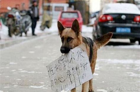 狗媽大街上叼著尋狗啟示，四處尋找走失小狗，路人感動淚崩！ 每日頭條