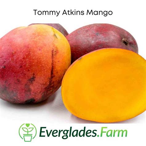 Grafted Tommy Atkins Mango Tree For Sale Everglades Farm