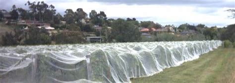 Bird Netting For Garden Fruit Trees Heavy Duty Sage