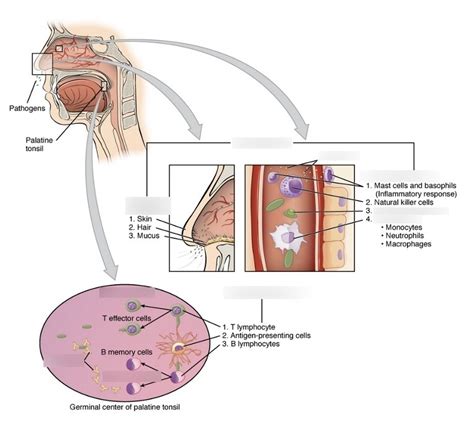 Innate Adaptive Immunity Diagram Quizlet