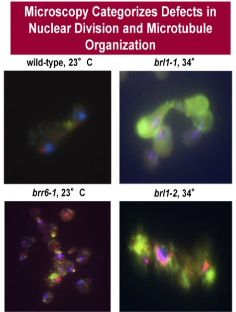 Immunofluorescence Microscopy Focused On Comparative Cellular Division