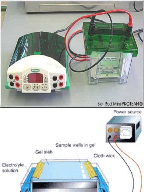 Electroforesis Pdf Electroforesis Electroforesis Capilar
