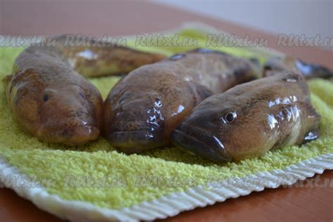 Котлеты из бычков с салом: 5 фото в рецепте