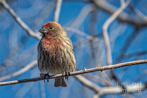 House Finch Male Photograph By Dianne Phelps Pixels