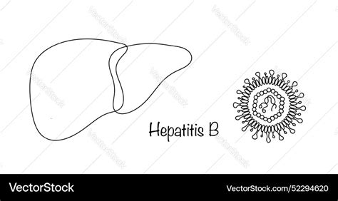 Hepatitis B Virus Vector Images über 770