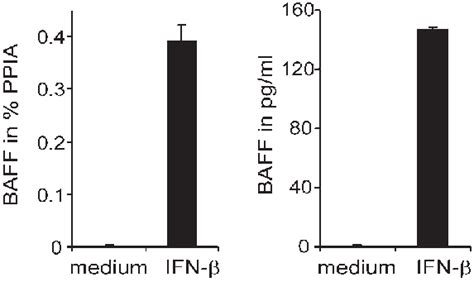 Ifn B Induces Baff In Astrocytes Astrocytes Were Cultured In The Download Scientific Diagram