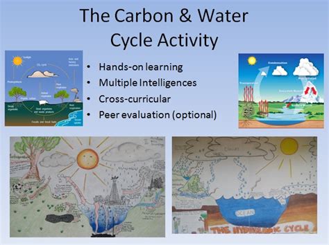 Water And Carbon Cycle Diagram Activity