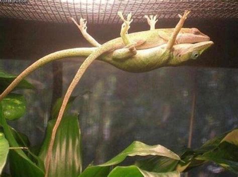 Real Gentleman Male Lizards Come In The Form Of Beds For Their Mates And Keep Them So Their Wife