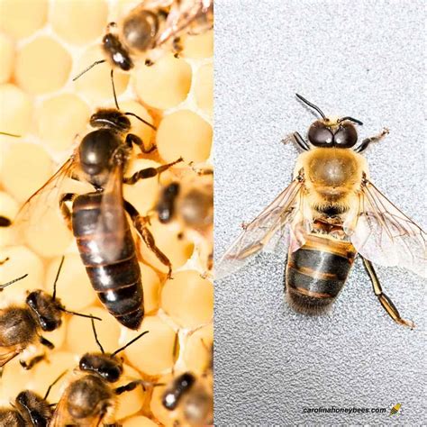 Honey Bee Drone Mating