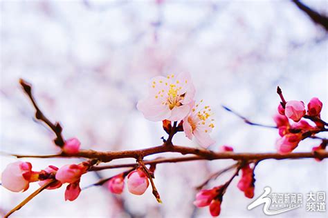 慢煮时光 去御河生态园看春暖花开大同频道黄河新闻网