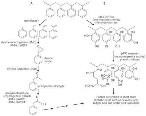 Biodegradation Of Polystyrene By Galleria Mellonella Identification Of
