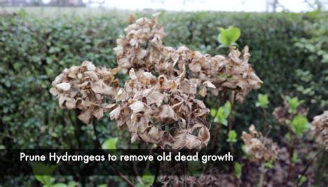 How To Prune Hydrangeas Beginners Guide